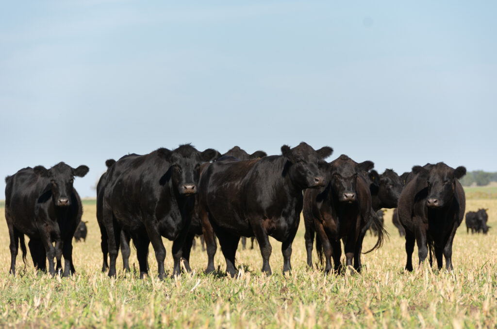 Best Beef Cattle Breeds - Countryside